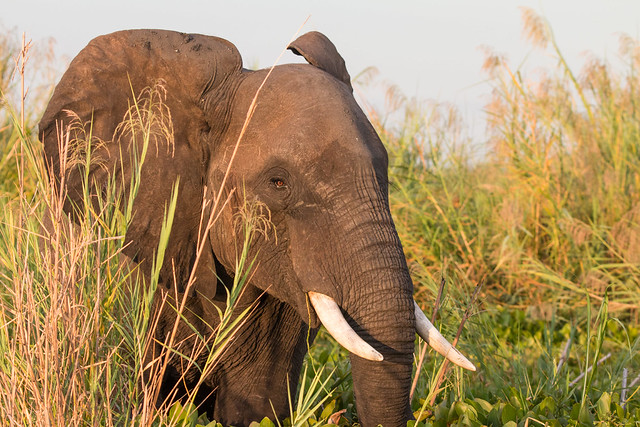 African Elephant (Loxodonta africana) in riverine grasses along the Shire River, Malawi, May 2015